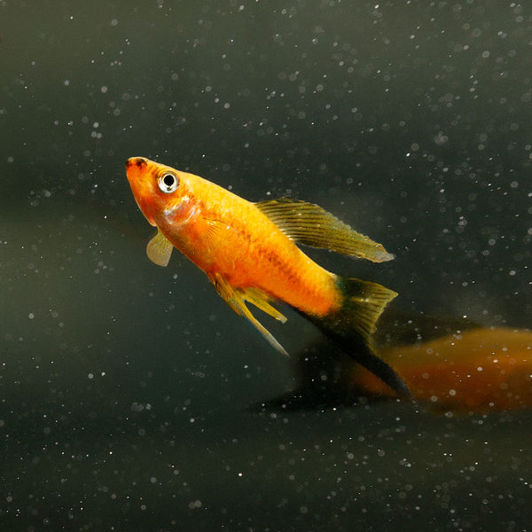 Red Wag Swordtail | Velvet Red Hi Fin Type