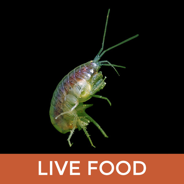 Guppies - Flip Aquatics