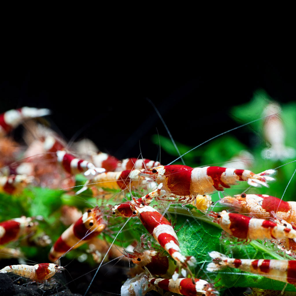 USA's Largest Online Retailer of Freshwater Shrimp