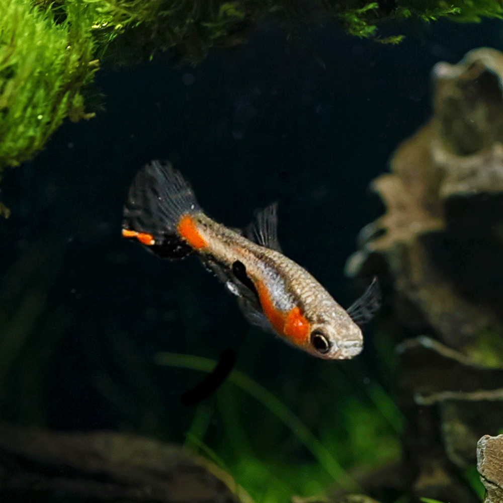 Sky Blue Endler: A Splash of Serenity for Your Aquarium