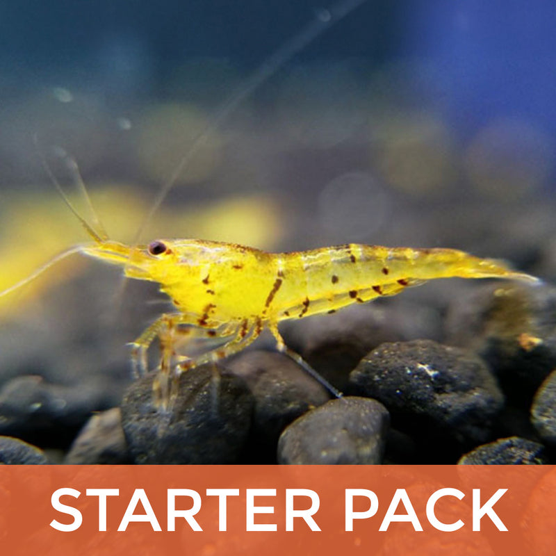 Starter Packages for Shrimp - Flip Aquatics