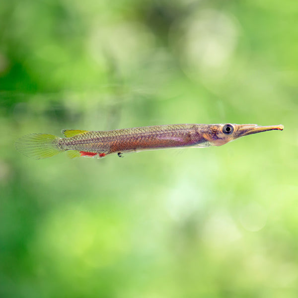 Wrestling Halfbeak: Fascinating Surface-Dweller - Flip Aquatics