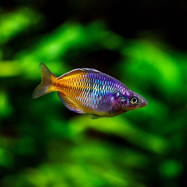 Boesemani Rainbow Fish Female