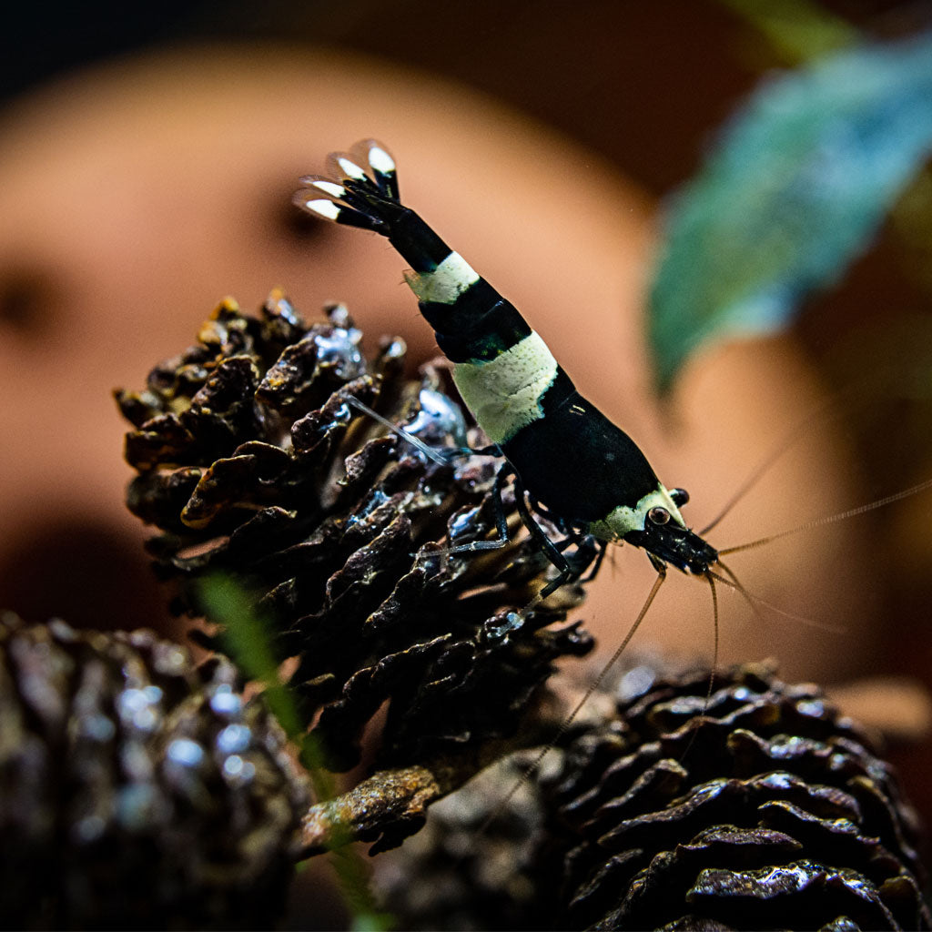 USA's Largest Online Retailer of Freshwater Shrimp