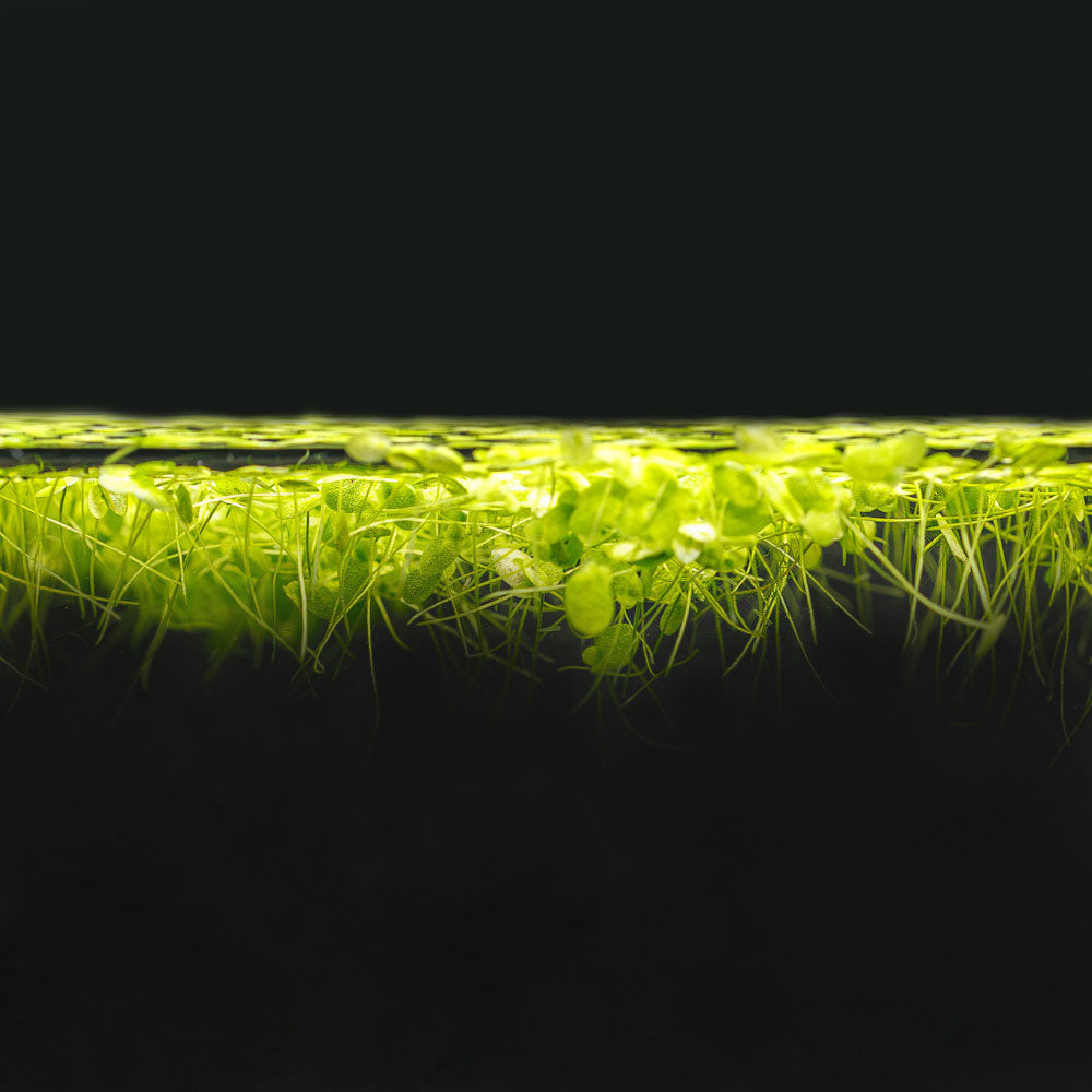 Duckweed Plants for Sale | 250+ Floating Aquarium Plants