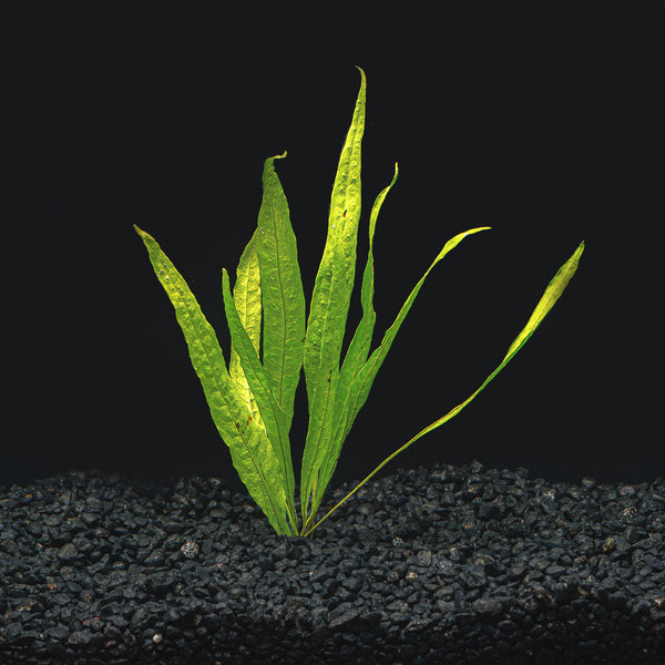 Java Fern Aquarium Plant Types | Fish Tank Ferns