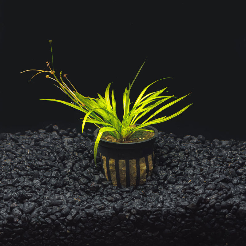 Create an Amazing Aquascape with Sword Plants for Aquariums