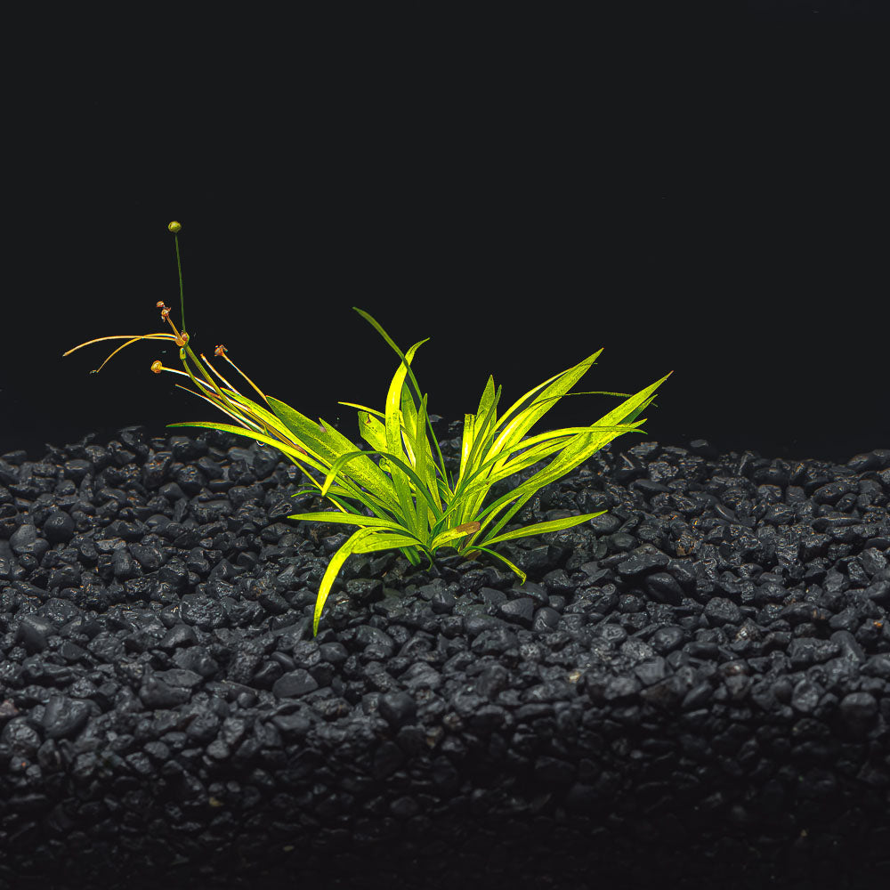 Create an Amazing Aquascape with Sword Plants for Aquariums