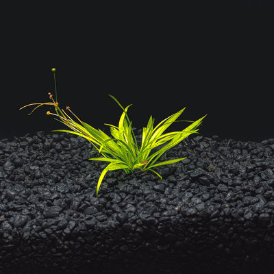 Create an Amazing Aquascape with Sword Plants for Aquariums - Flip Aquatics