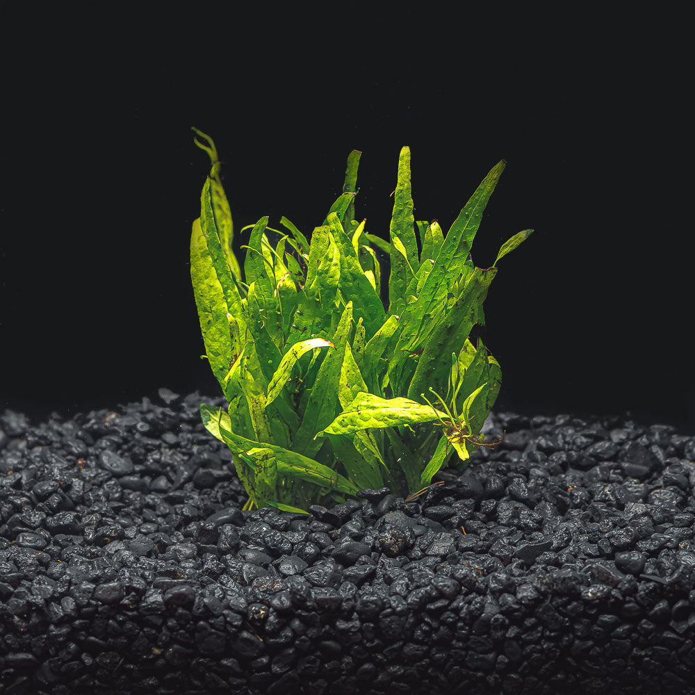 Narrow Leaf Java Fern - Flip Aquatics