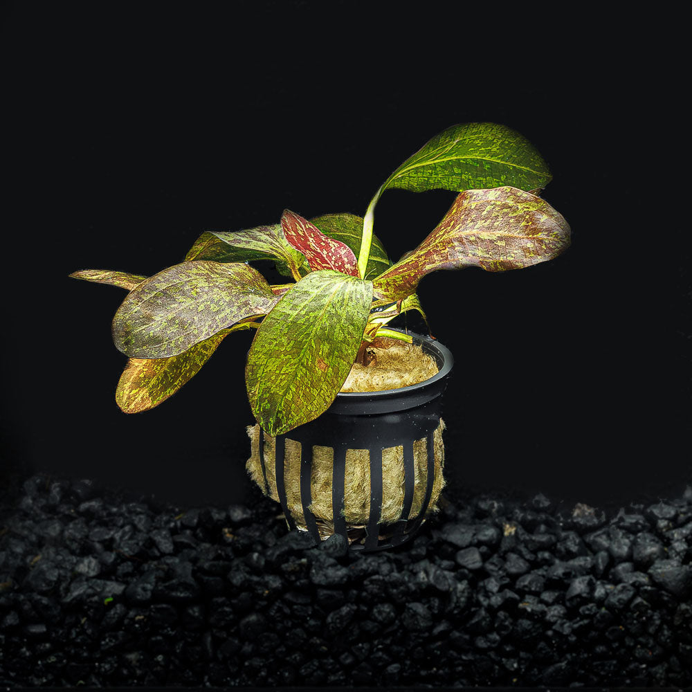 Create an Amazing Aquascape with Sword Plants for Aquariums