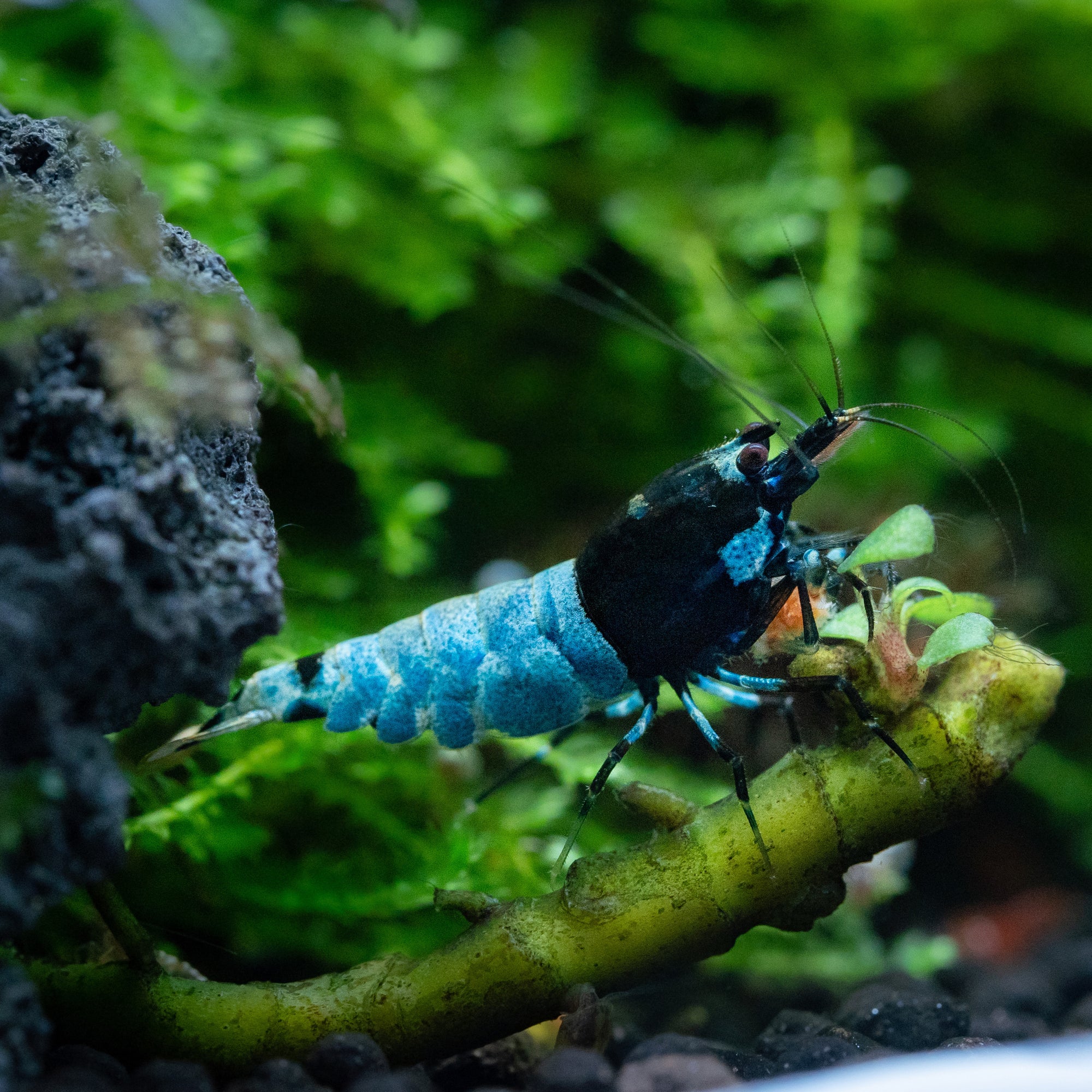 Shadow Mosura Shrimp | Shadow Mosura Shrimp for sale