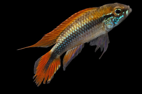 Apistogramma Agassizii Double Red