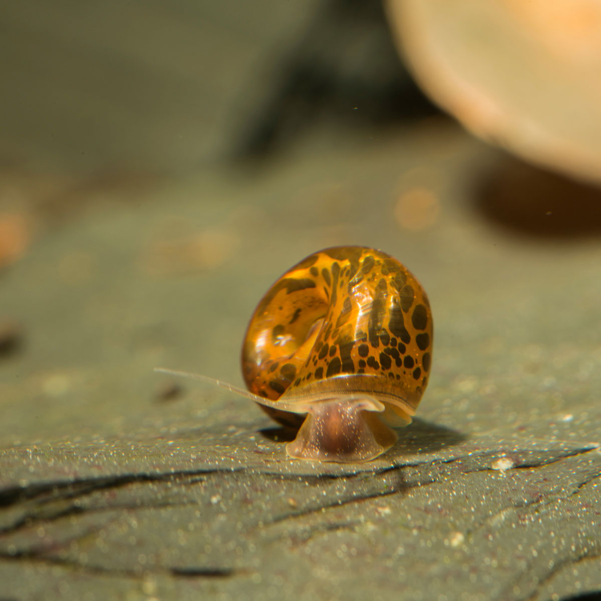 Ramshorn Snails | Ramshorn Snails for Sale Online