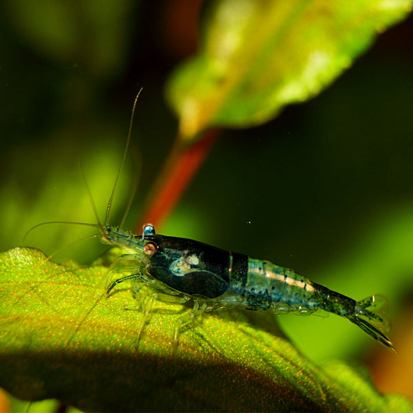 Blue Shrimp | Blue Freshwater Shrimp for sale