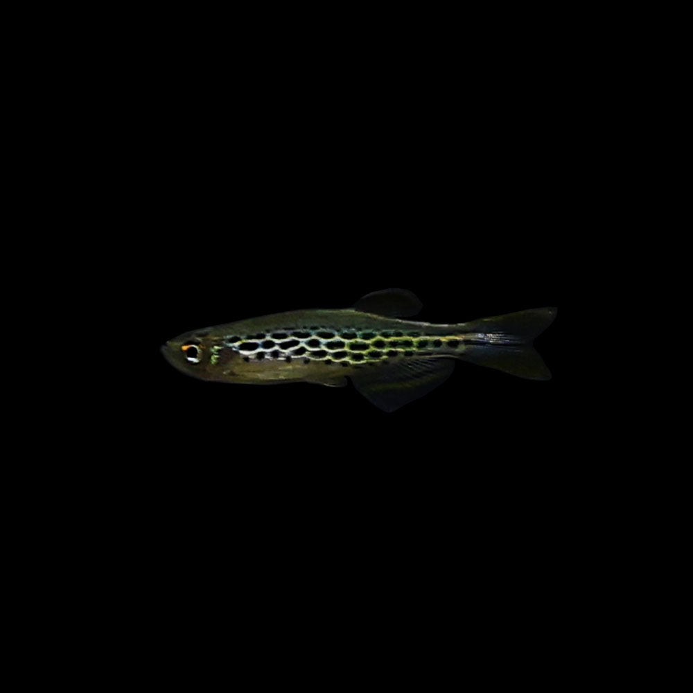 Danio Fish for Sale | Danios Fish Types