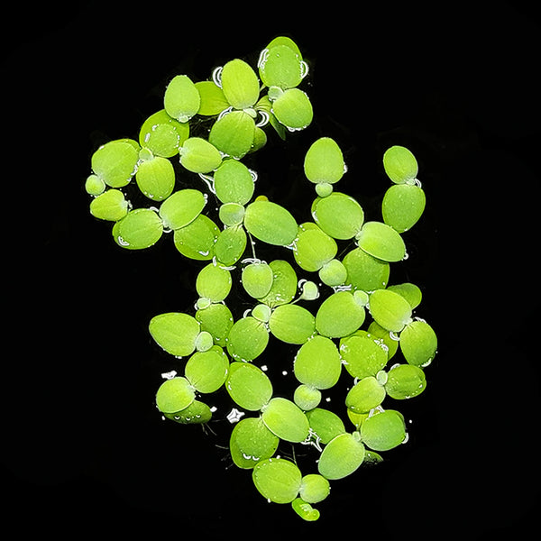 Dwarf Water Lettuce | Floating Aquarium plant - Flip Aquatics