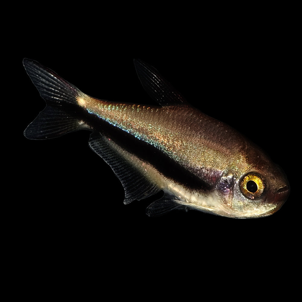 Tetras Page 2 - Flip Aquatics