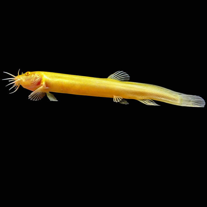 Gold Dojo Loach
