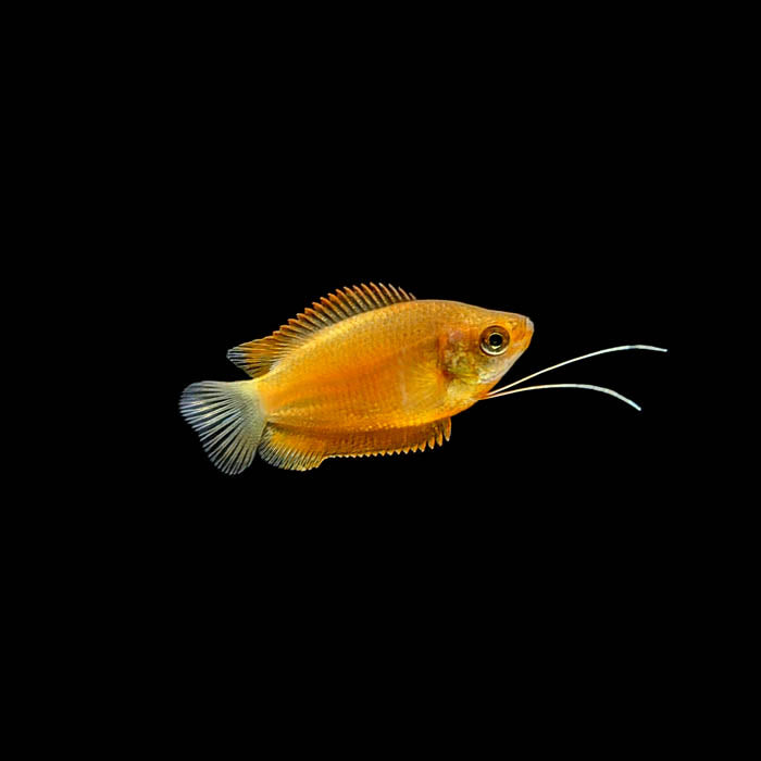 Dwarf Red Honey Gourami