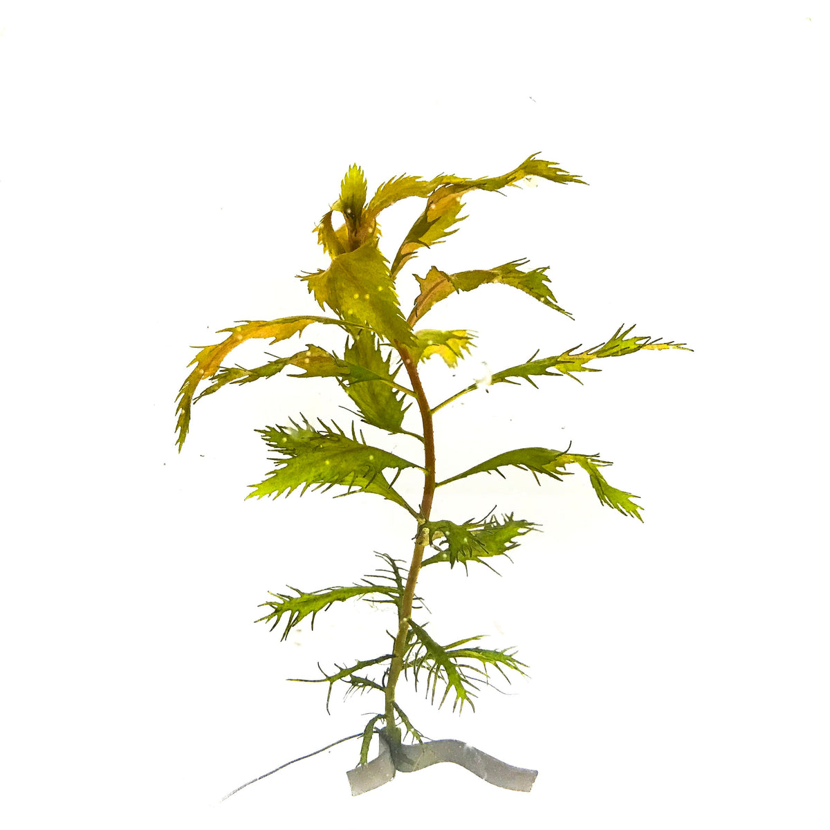 Mermaid Weed - Flip Aquatics
