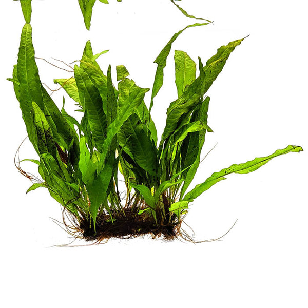 Shop Plants - Flip Aquatics