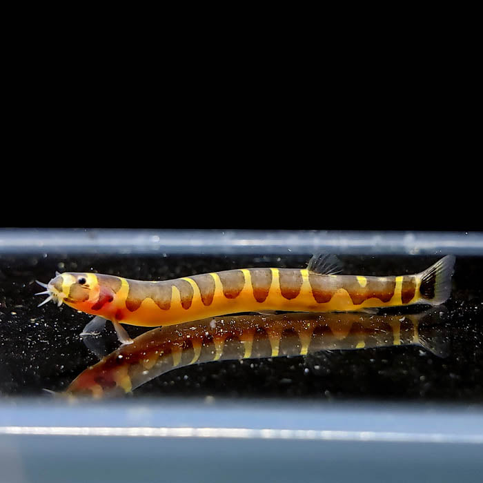 Kuhli Loach | Pangio Kuhlii - Flip Aquatics