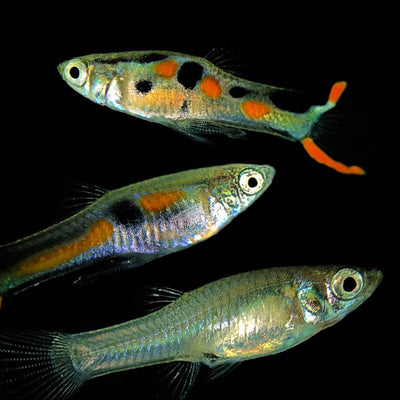 Endler Fish Collection | Shop 40+ Endler's Livebearer Types for Sale