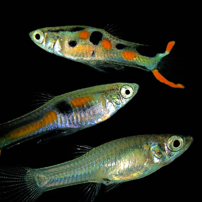 Endler Fish Collection | Shop 40+ Endler's Livebearer Types for Sale