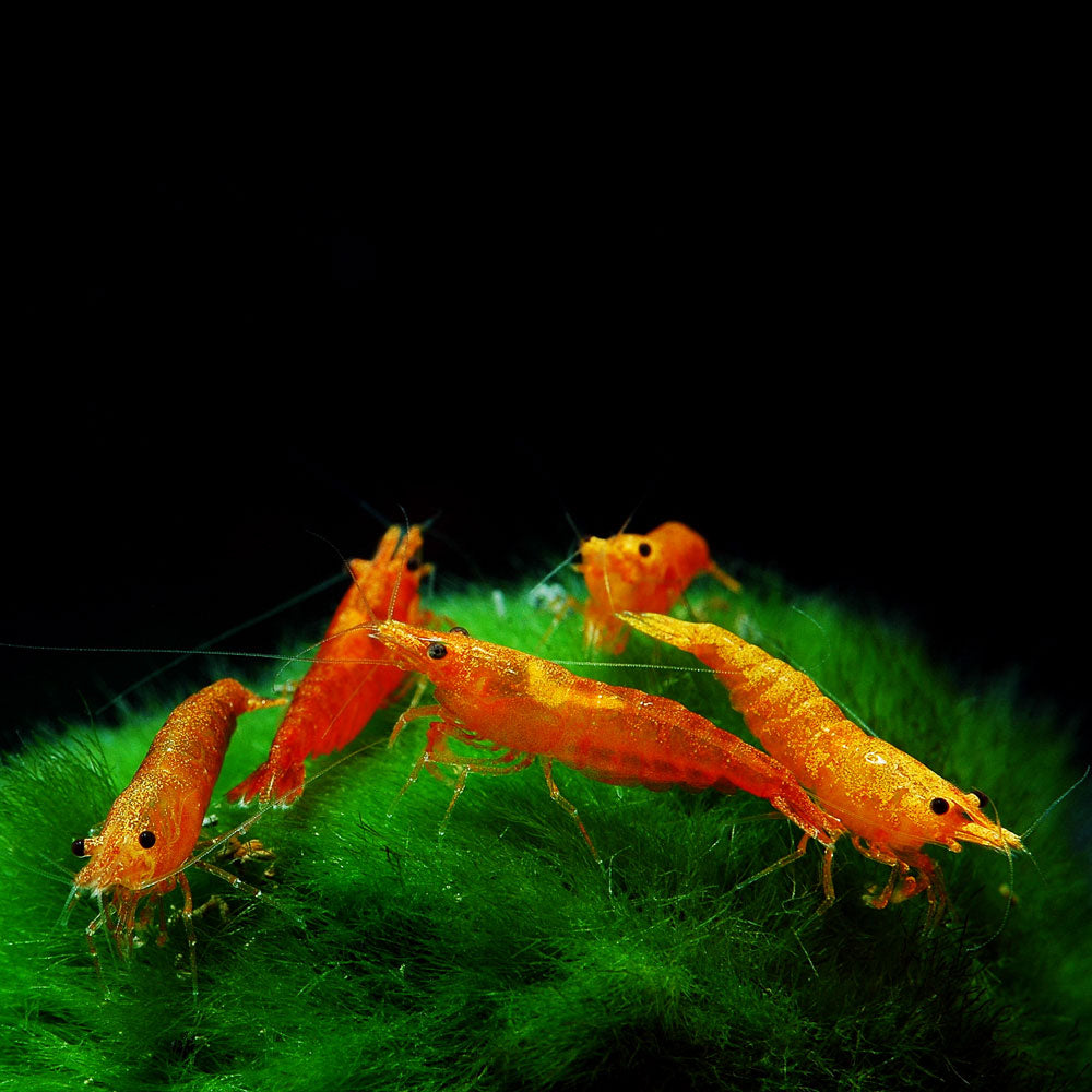 Neocaridina shrimp for sale | Neo Shrimp