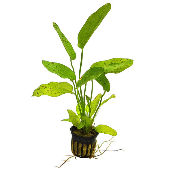 Create an Amazing Aquascape with Sword Plants for Aquariums - Flip Aquatics