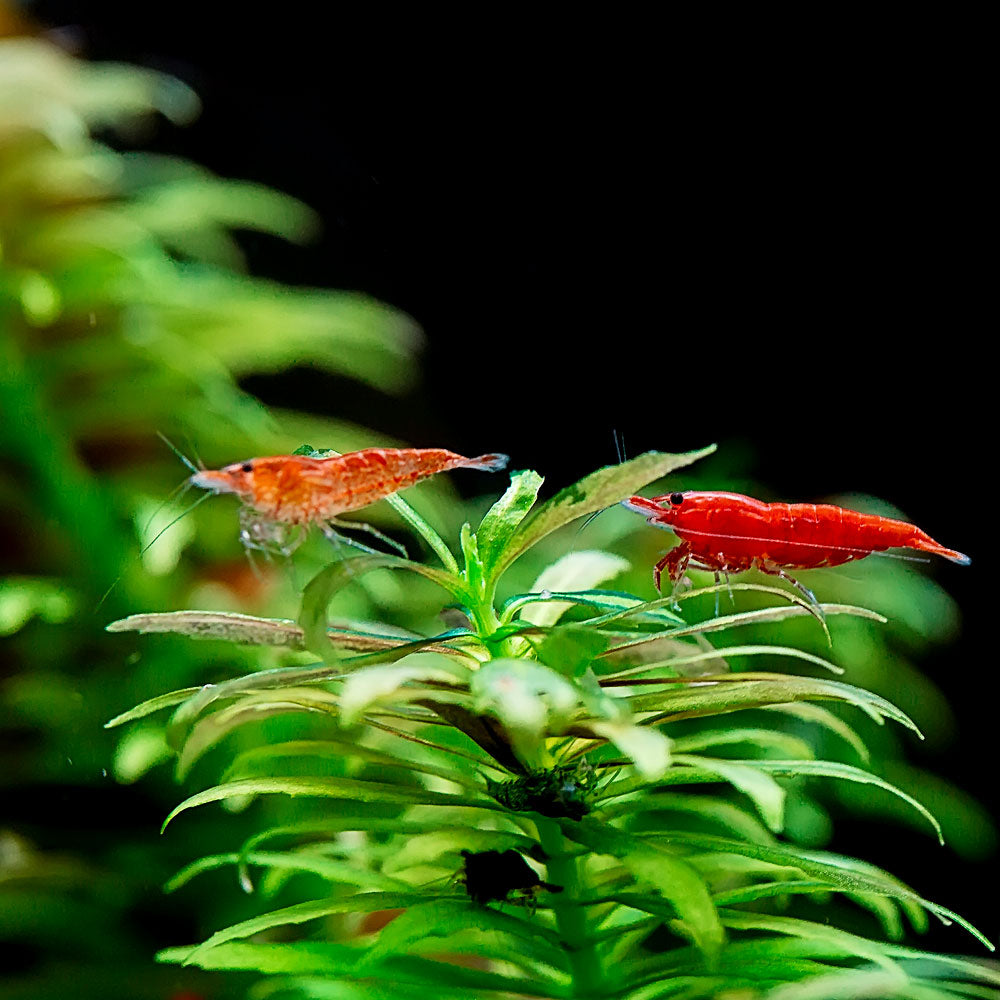 Red Cherry Shrimp | Red Cherry Shrimp For Sale - Flip Aquatics