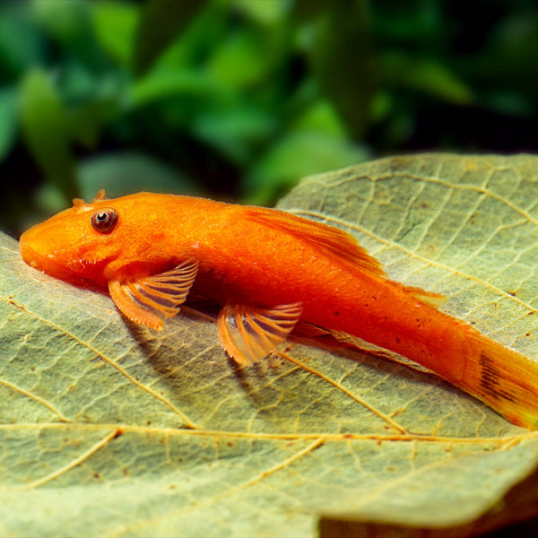 Buy Super Red Bristlenose Pleco - Perfect Nano Fish for Your Aquarium ...
