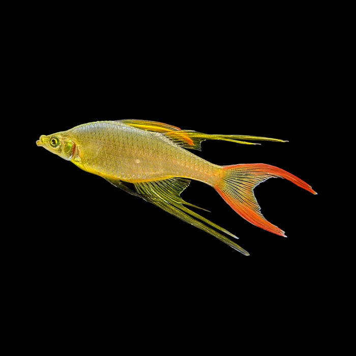 Threadfin Rainbowfish | Iriatherina Werneri