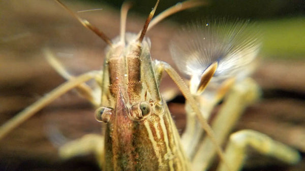 Bamboo Fan Shrimp - Flip Aquatics