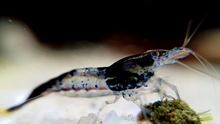 10 Pack | Carbon Rili Shrimp | Black Rili Shrimp for Sale - Flip Aquatics