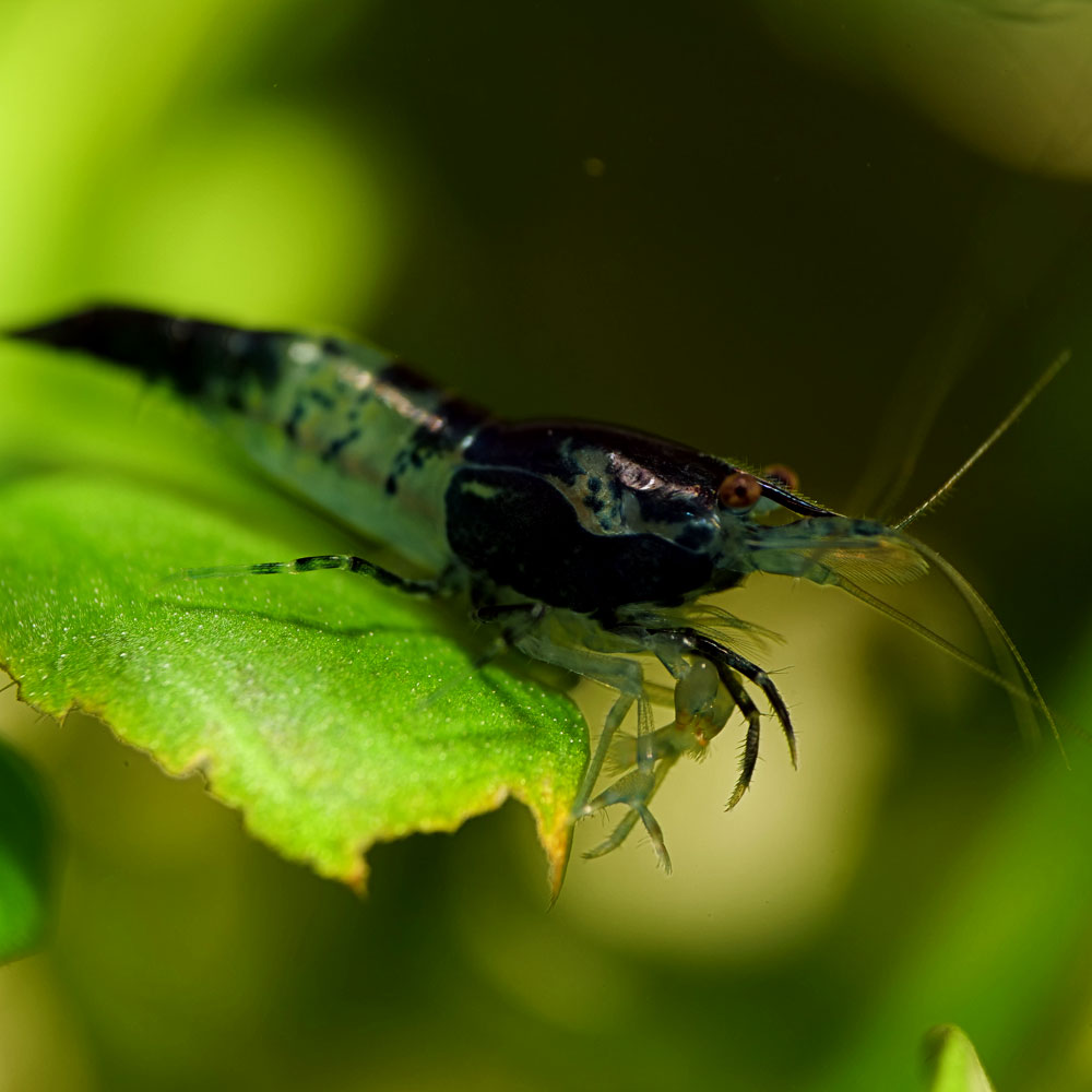 Blue Shrimp | Blue Freshwater Shrimp for sale