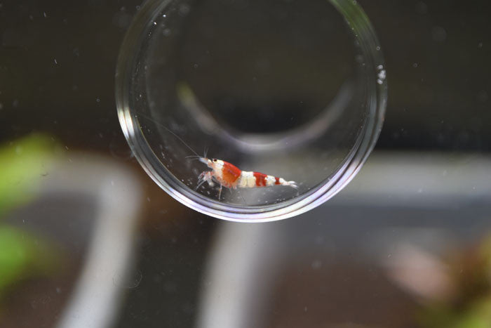Crystal Red Shrimp - Flip Aquatics