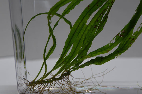 Narrow Leaf Java Fern - Flip Aquatics