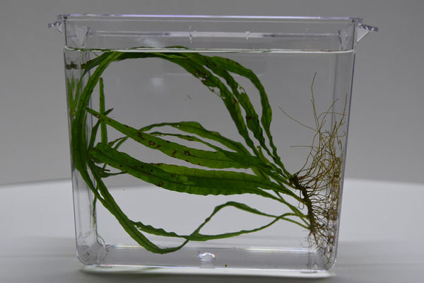 Narrow Leaf Java Fern - Flip Aquatics