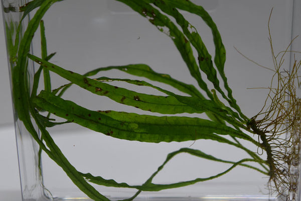 Narrow Leaf Java Fern - Flip Aquatics